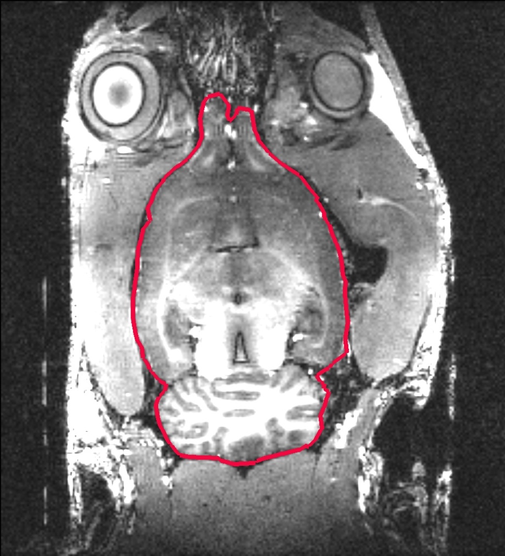 Downloads | Iowa Institute for Biomedical Imaging - Carver College of ...