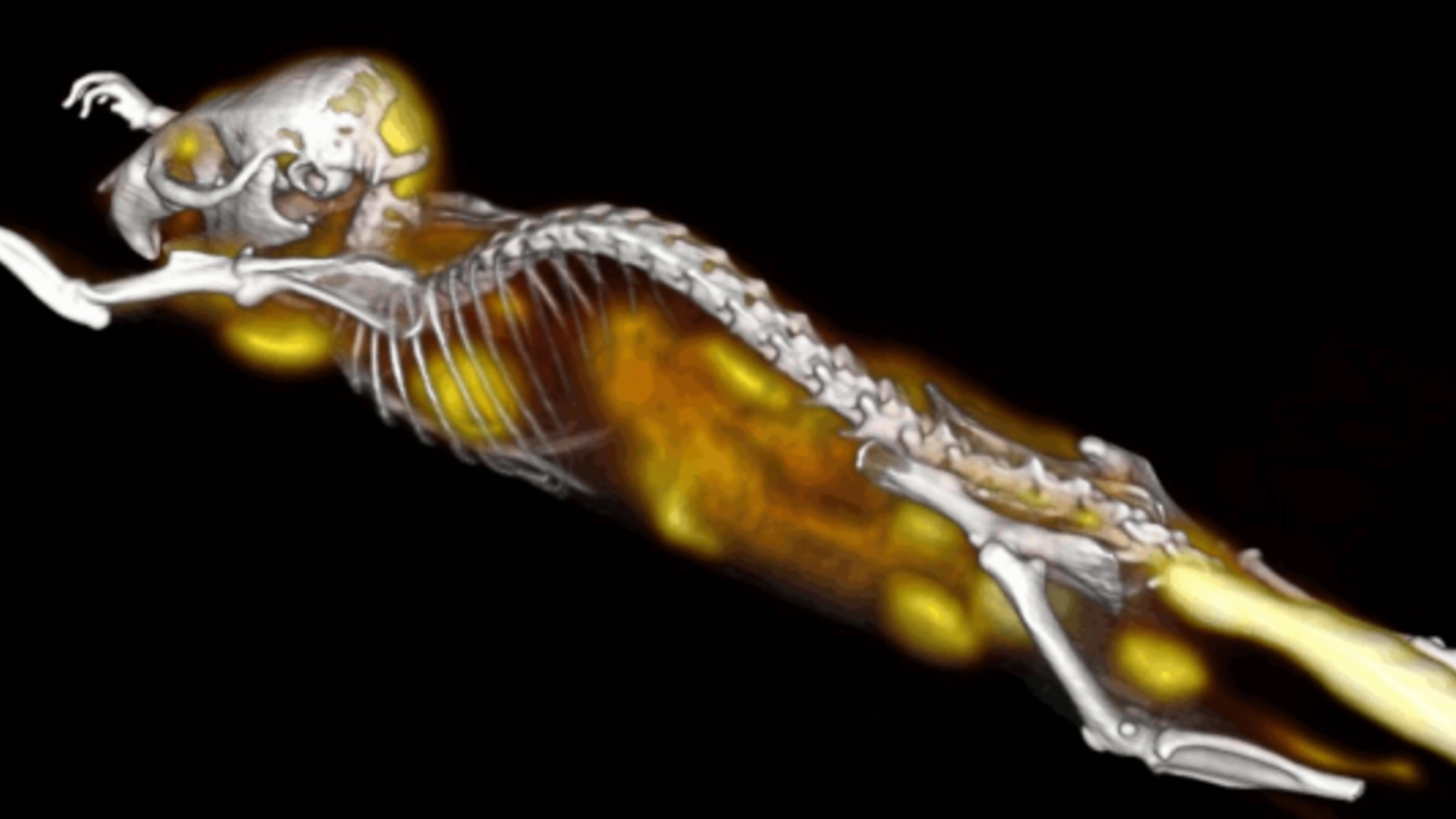 Resources | Iowa Institute for Biomedical Imaging - Carver College of ...